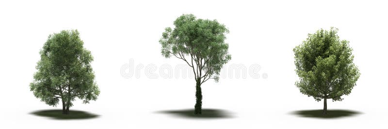 Large Tree with a Shadow Under it, Isolated on White Background Stock ...