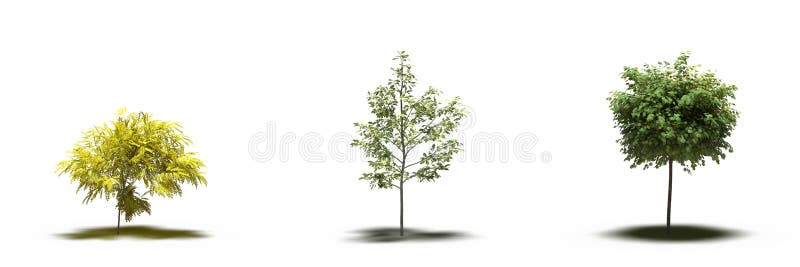 Large Tree with a Shadow Under it, Isolated on White Background Stock ...