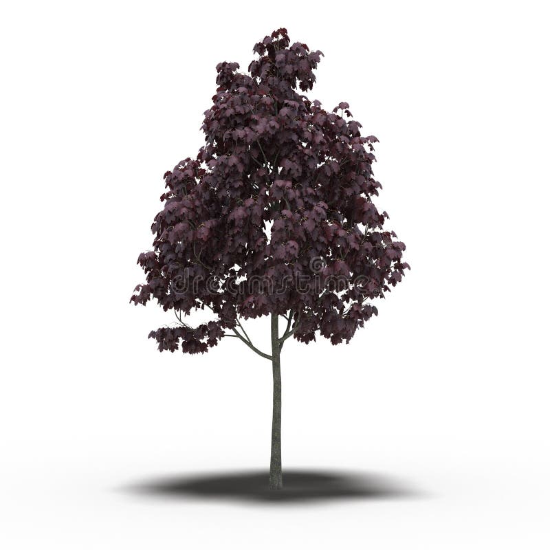 Large Tree with a Shadow Under it Stock Illustration - Illustration of ...