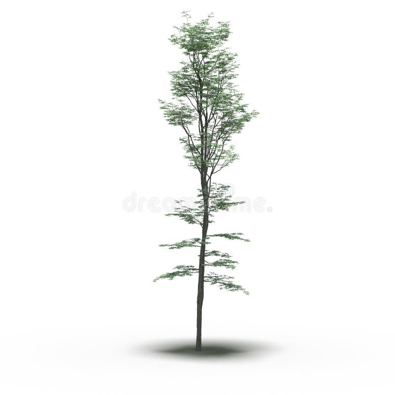 Large Tree with a Shadow Under it Stock Illustration - Illustration of ...