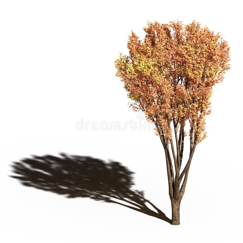 Large Tree with a Shadow Under it Stock Illustration - Illustration of ...