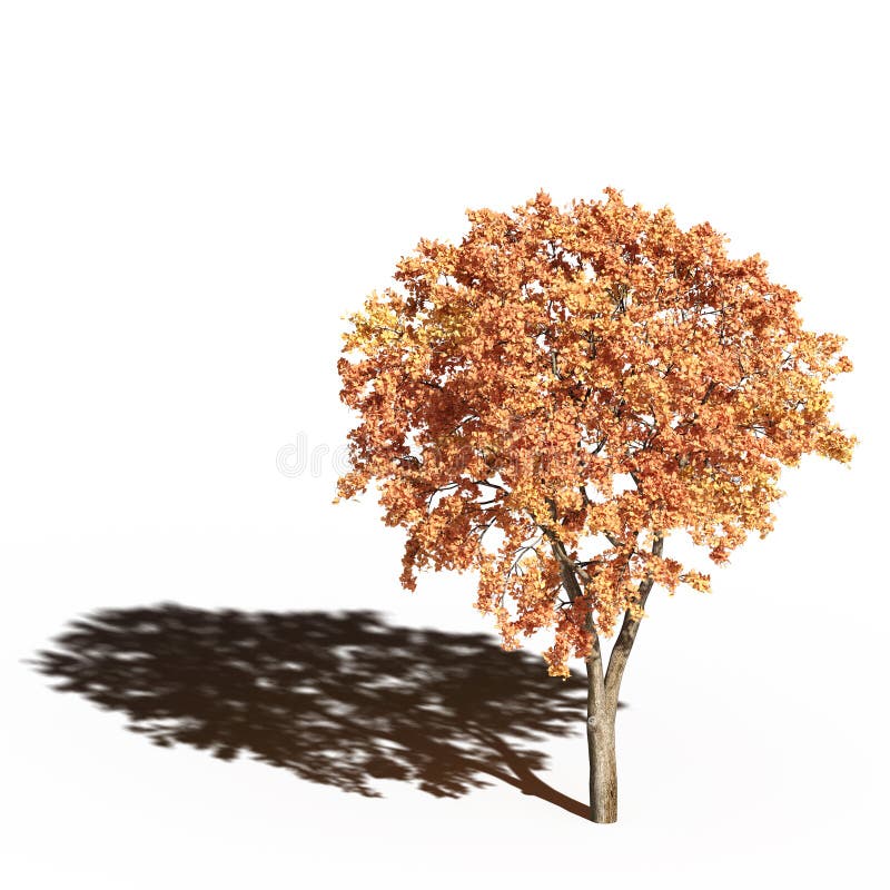 Large Tree with a Shadow Under it Stock Illustration - Illustration of ...