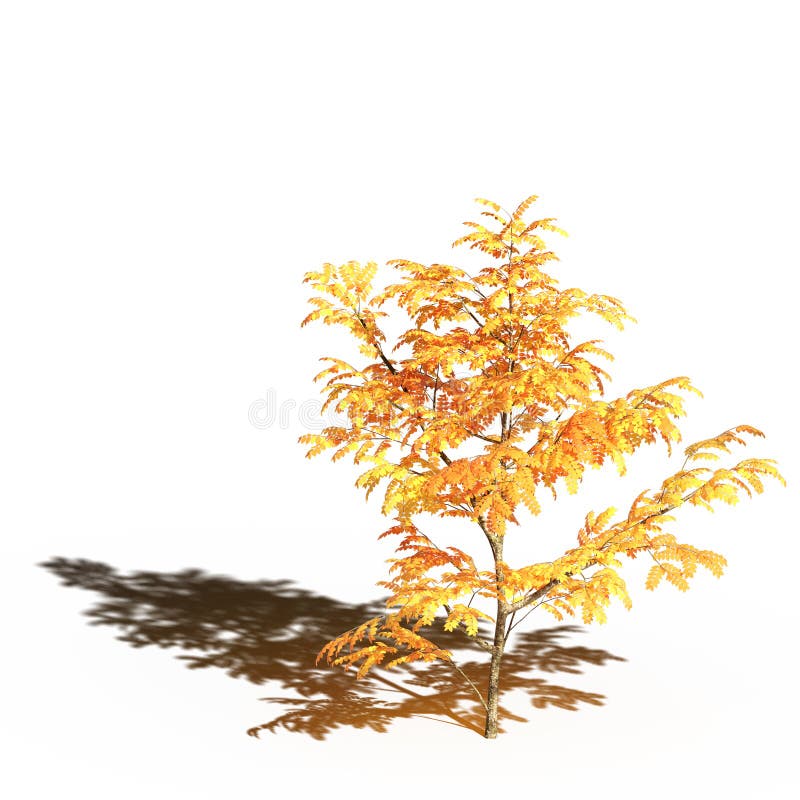 Large Tree with a Shadow Under it Stock Illustration - Illustration of ...