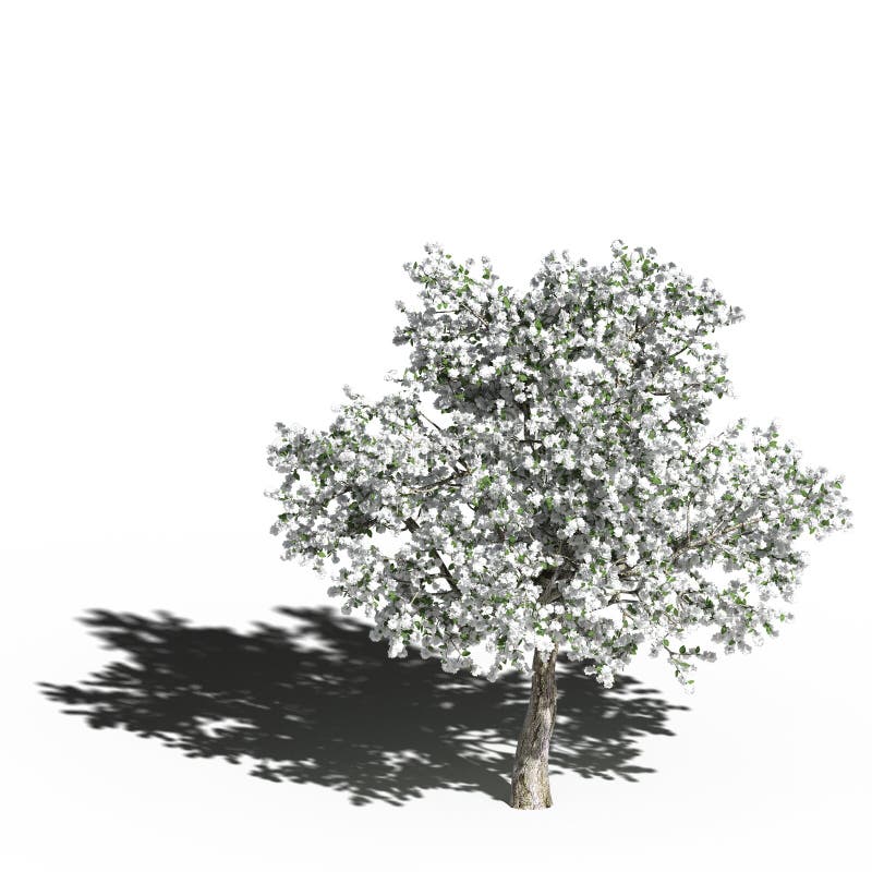 Large Tree with a Shadow Under it Stock Illustration - Illustration of ...