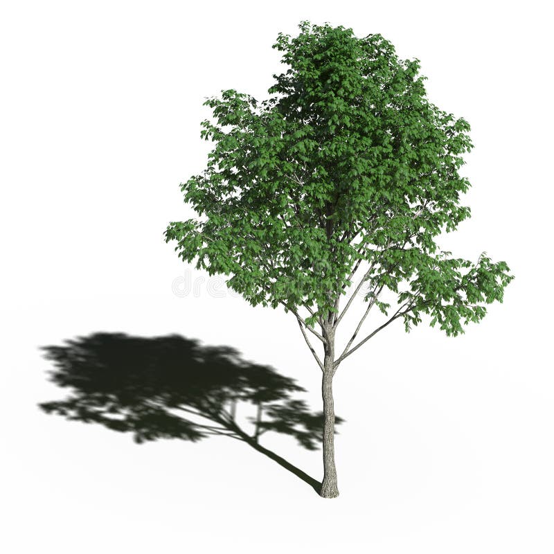 Large Tree with a Shadow Under it Stock Illustration - Illustration of ...