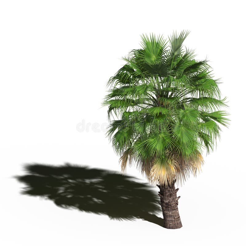 Large Tree with a Shadow Under it Stock Illustration - Illustration of ...