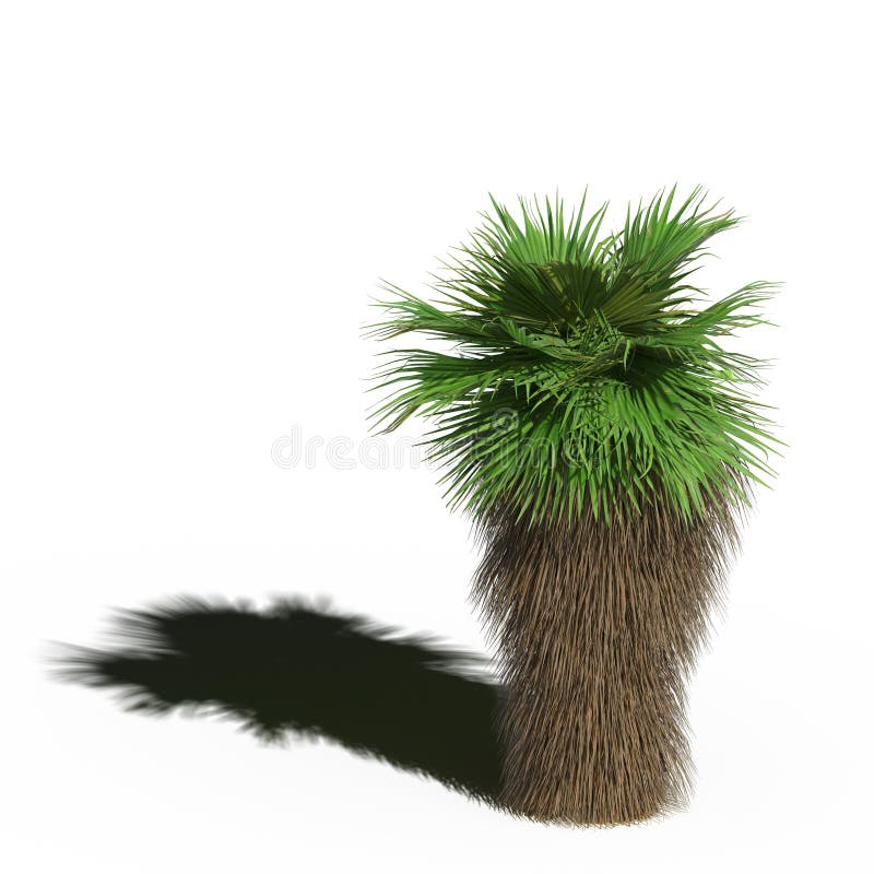 Large Tree with a Shadow Under it Stock Illustration - Illustration of ...