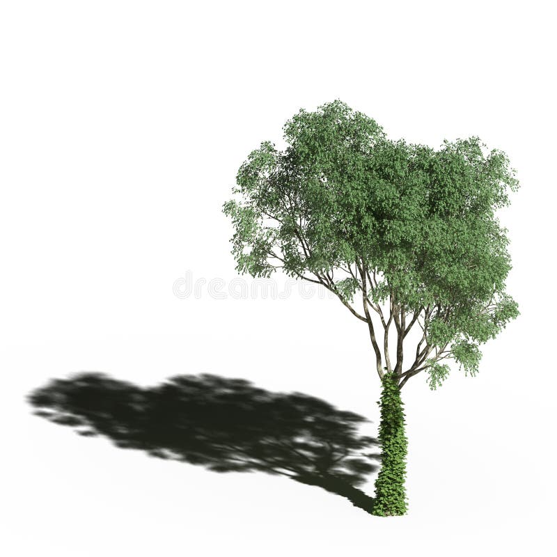 Large Tree with a Shadow Under it Stock Illustration - Illustration of ...
