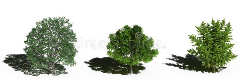 Large Tree with a Shadow Under it Stock Illustration - Illustration of ...