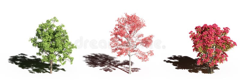 Large Tree with a Shadow Under it Stock Illustration - Illustration of ...