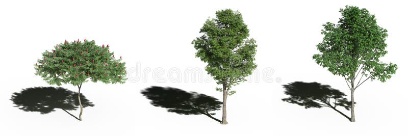 Large Tree with a Shadow Under it Stock Illustration - Illustration of ...