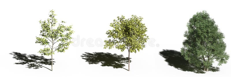 Large Tree with a Shadow Under it Stock Illustration - Illustration of ...