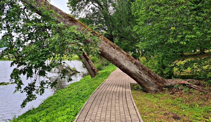 Large Tree on the Shore of the Lake Collapsed on Its Side after Storm ...