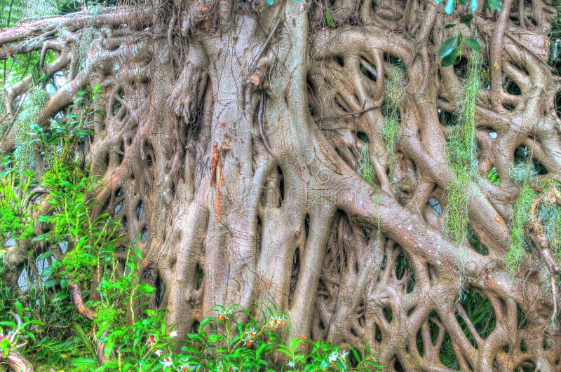 Large tree shot in asia stock photo. Image of vegetation - 183190288