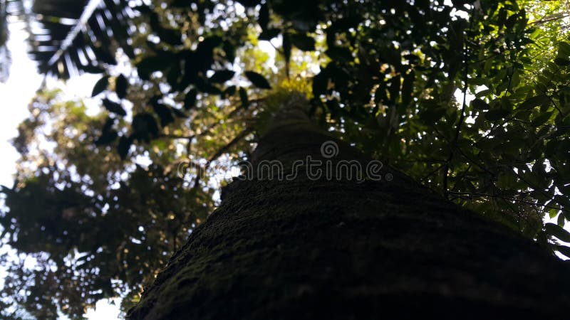 Large tree shot from below stock photo. Image of park - 286278934