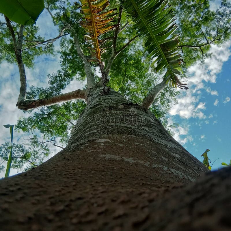 Large Tree Shot from Low Angle View Stock Image - Image of garden ...