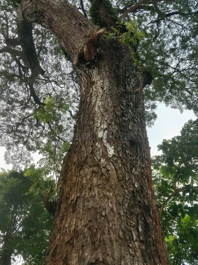 A Large Tree on the Side of a Residential Road with a Sky Background ...