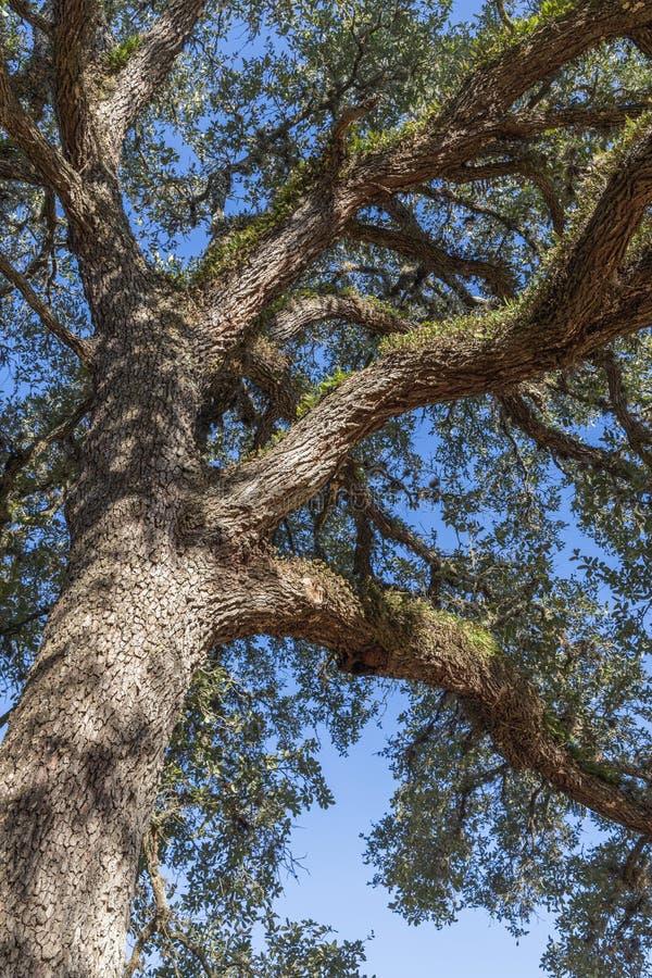 A Large Tree in Southern Texas Stock Image - Image of sunshine ...