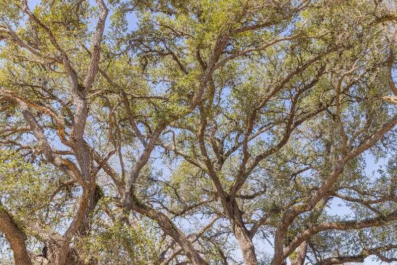 A Large Tree in Southern Texas Stock Photo - Image of tree, sunshine ...