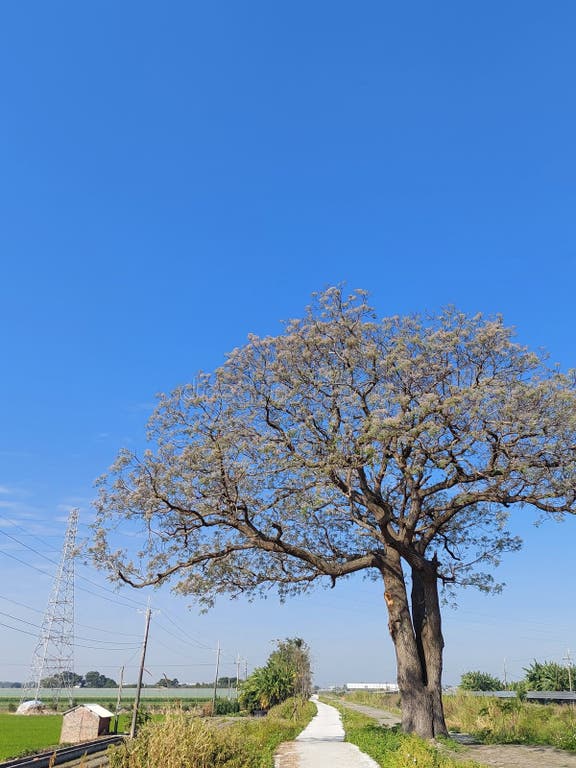 A Large Tree with a Sparse Canopy Stands beside a Narrow, Winding Path ...