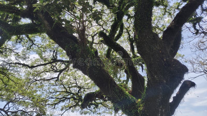 Large Tree with Sprawling Branches Covered in Moss and Lush Green ...