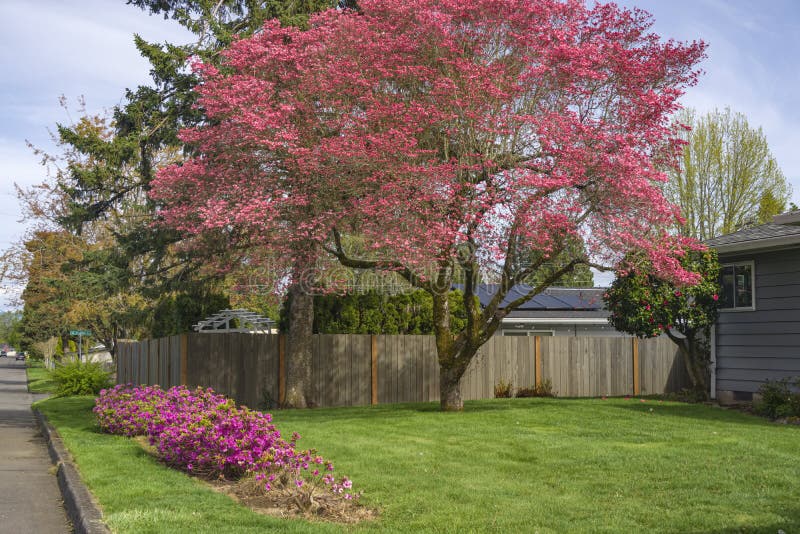 Large Tree in Spring Colors Gresham Oregon Stock Image - Image of ...