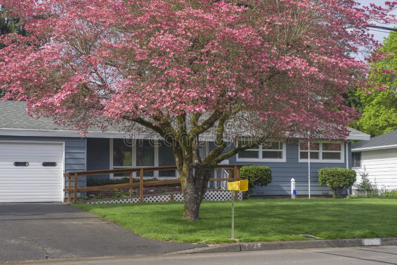 Large Tree in Spring Colors Gresham Oregon Stock Image - Image of ...