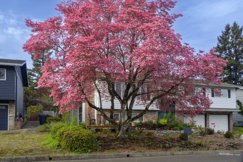 Large Tree in Spring Colors Gresham Oregon Stock Photo - Image of ...