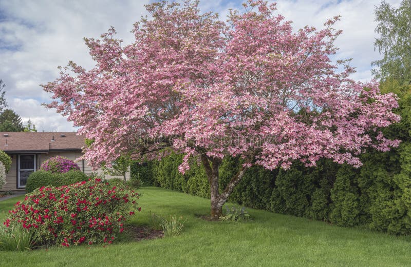 Large Tree in Spring Colors Gresham Oregon Stock Image - Image of front ...