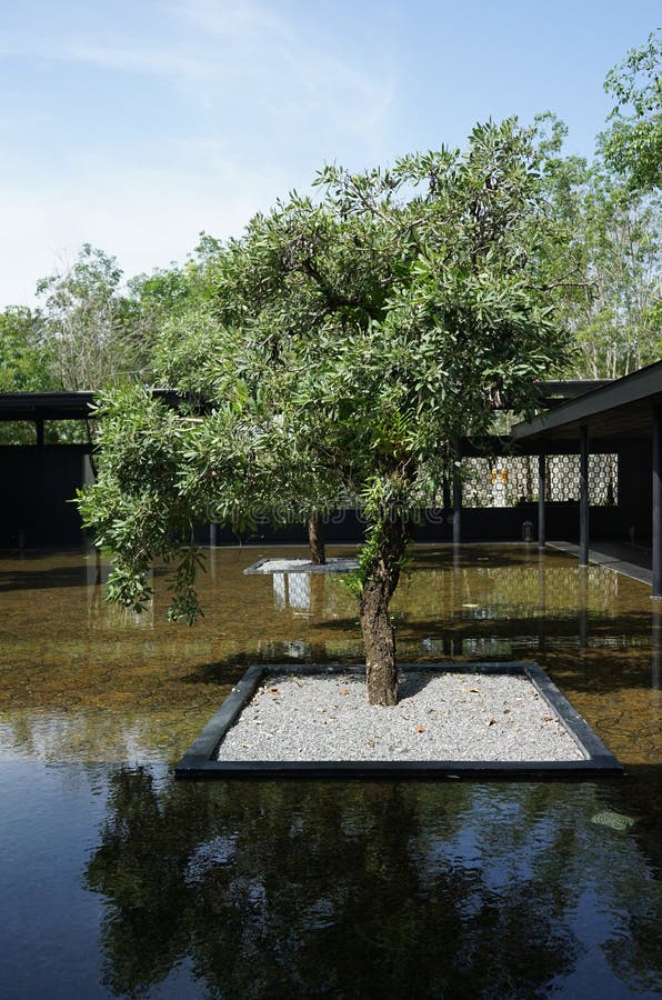 Large Tree with Square Base Surrounding by the Reflective Gravel Stock ...