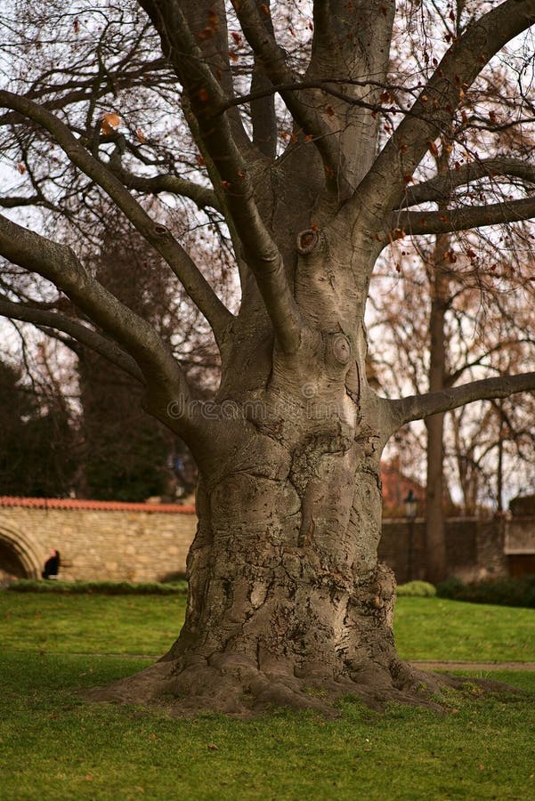 Large Tree Standing in a Natural Setting. Stock Photo - Image of ...
