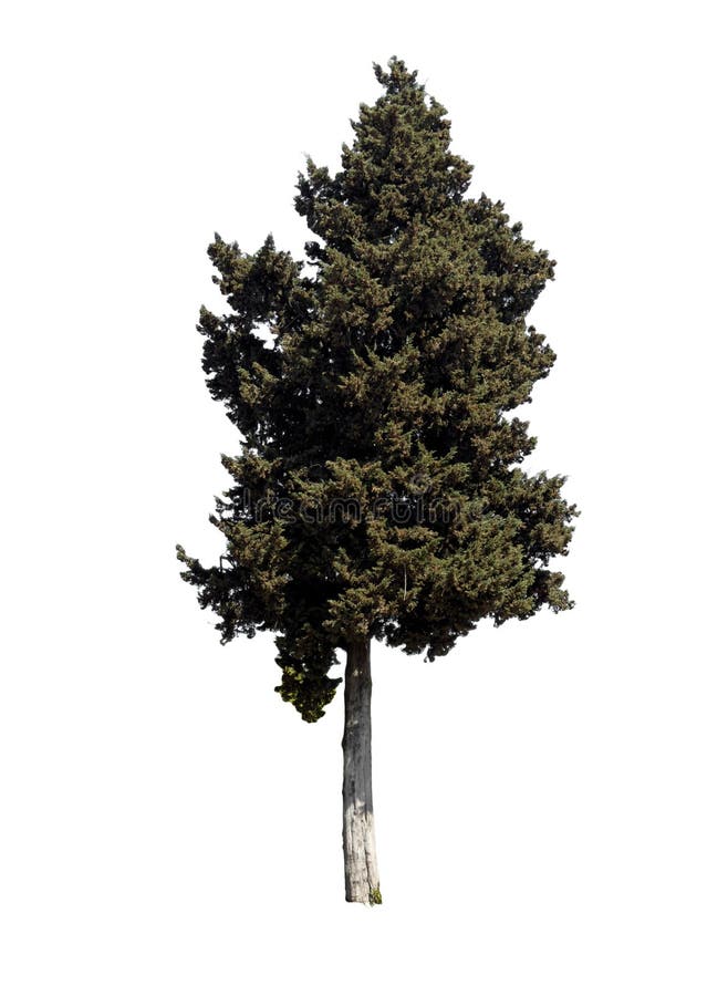 A Large Tree Stands Alone on a White Background Stock Photo - Image of ...