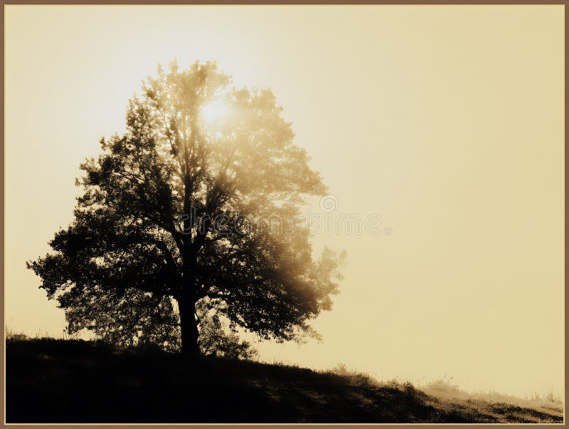 A Large Tree Stands Silhouetted Against a Bright, Hazy Background ...