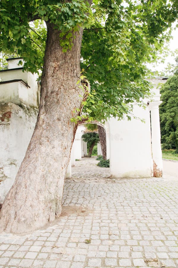 Large tree stock image. Image of landscaped, outdoors - 39747421