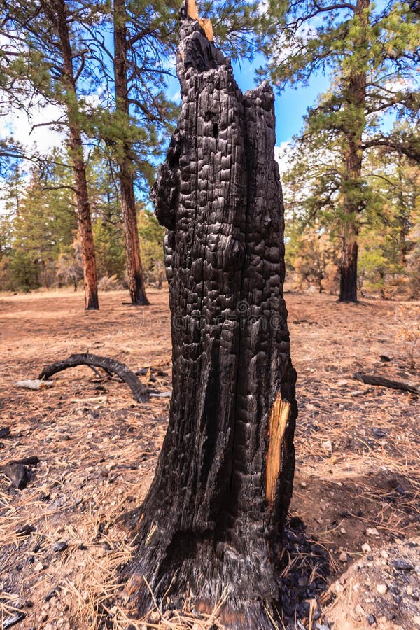 A Large Tree Stump with Blackened Bark and a Burnt Trunk Stock Photo ...