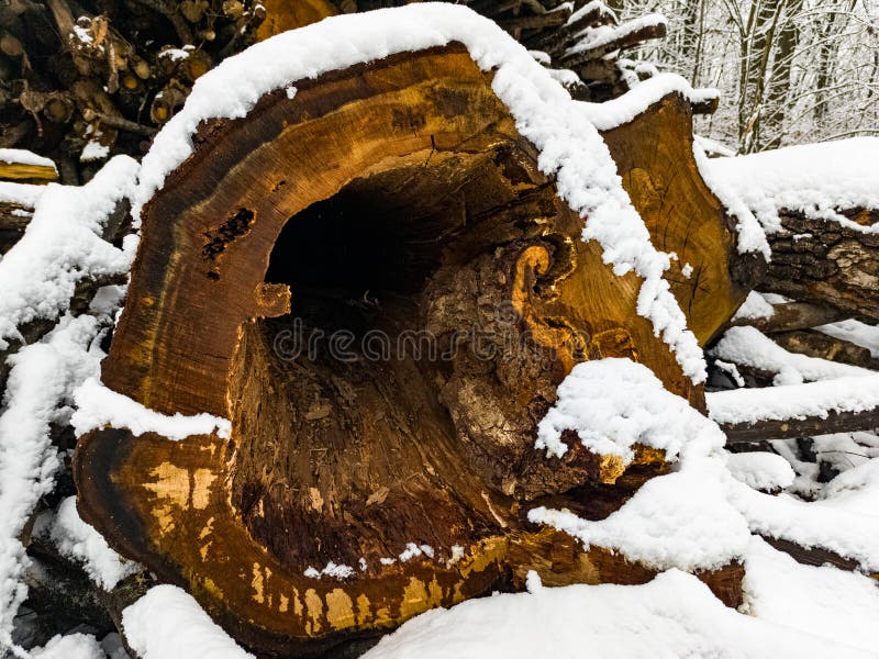 A Large Tree Stump Covered in Snow in the Woods Stock Image - Image of ...