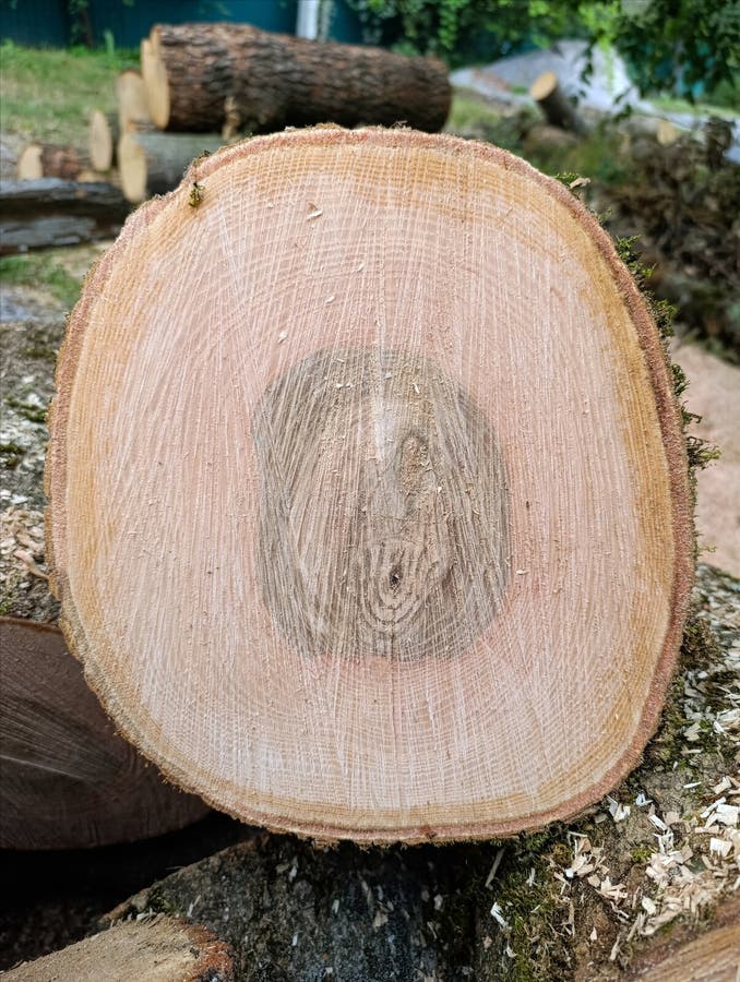 A Large Tree Stump with a Cross Section Cut in Half Stock Photo - Image ...