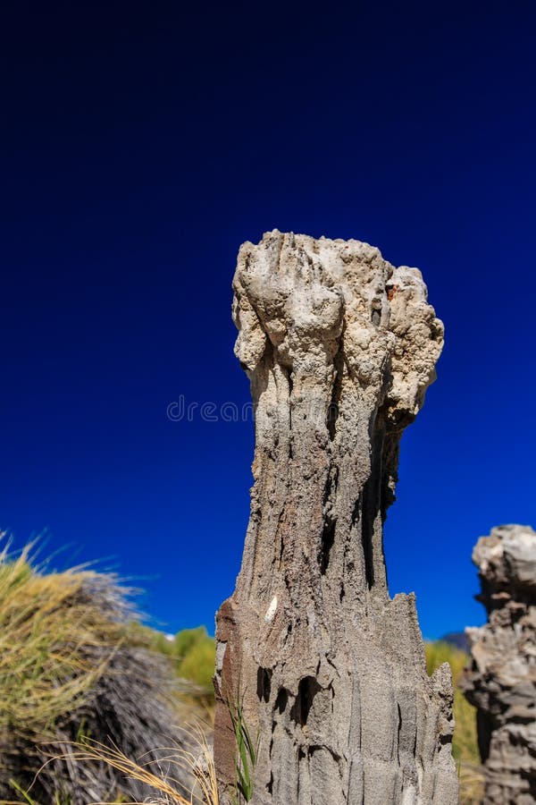 A Large Tree Stump with a Few Holes in it Stock Photo - Image of yellow ...