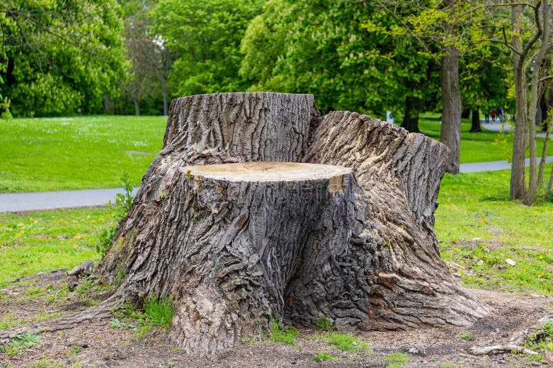Large Tree Stump in the Green Park in Spring Stock Photo - Image of ...
