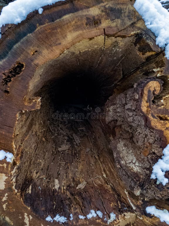 A Large Tree Stump with a Hole in it in the Snow Stock Image - Image of ...
