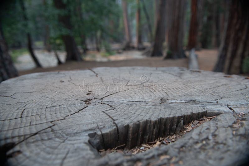 Large Tree Stump on a Lush Green Grassy Meadow with a Backdrop of Trees ...