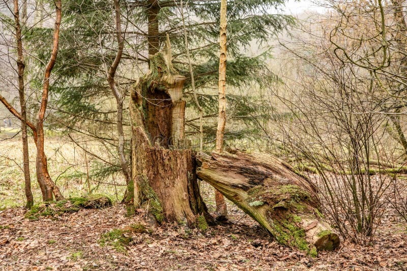 A Large Tree Stump is in the Middle of a Forest Stock Image - Image of ...
