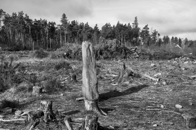 A Large Tree Stump is in the Middle of a Forest Stock Photo - Image of ...