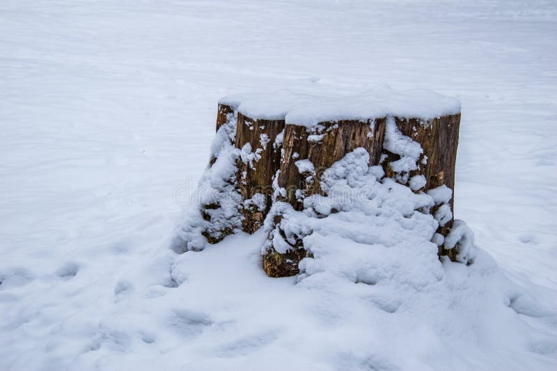 Large Tree Stump in the Park Covered in Snow Stock Photo - Image of ...