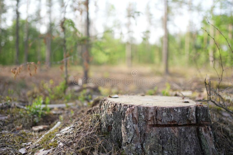 A Large Tree Stump Sits in a Forest Clearing. Stock Photo - Image of ...