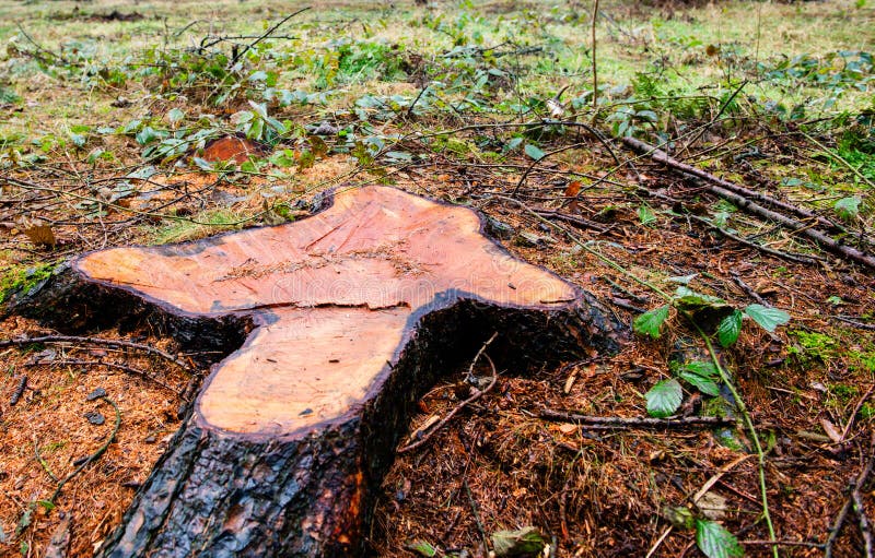 A Large Tree Stump Sits in the Grass Stock Image - Image of yellow ...