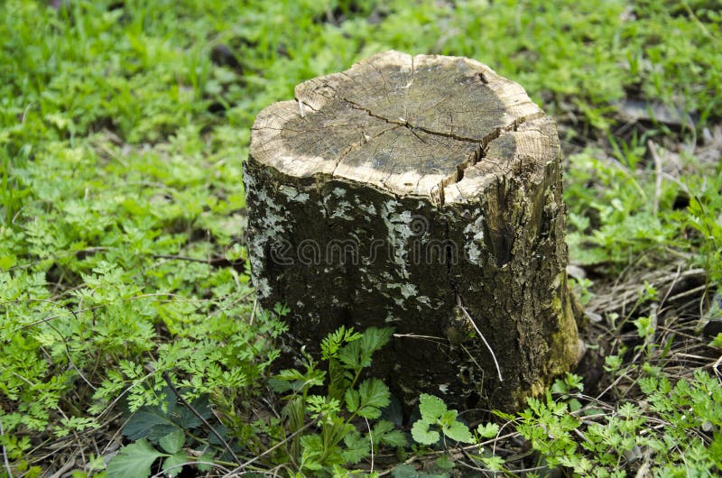 Large Tree Stump in Sunny Spring Forest Stock Photo - Image of place ...