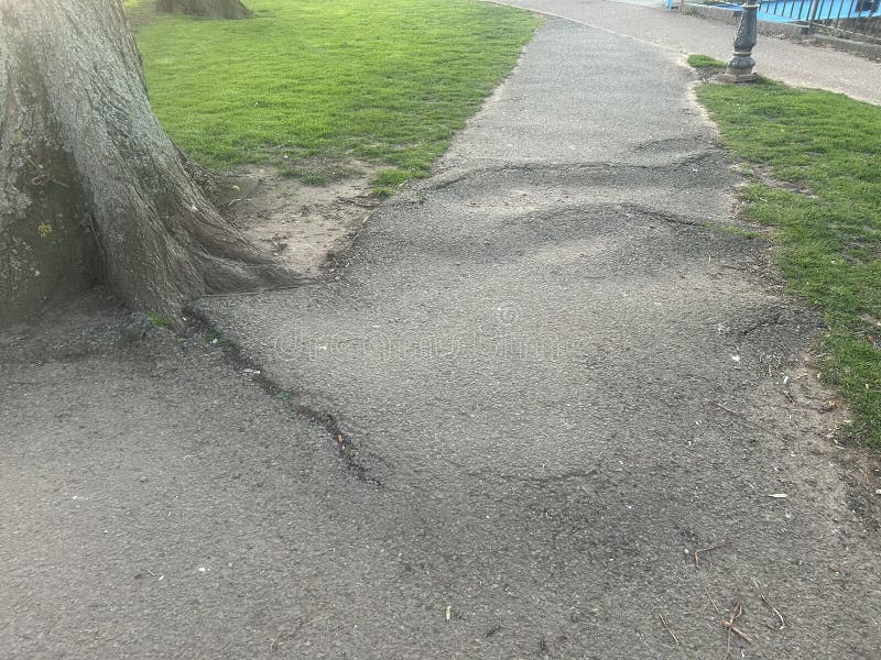 Large Tree Stump with Visible Tree Root Damage To Pavement Stock Image ...
