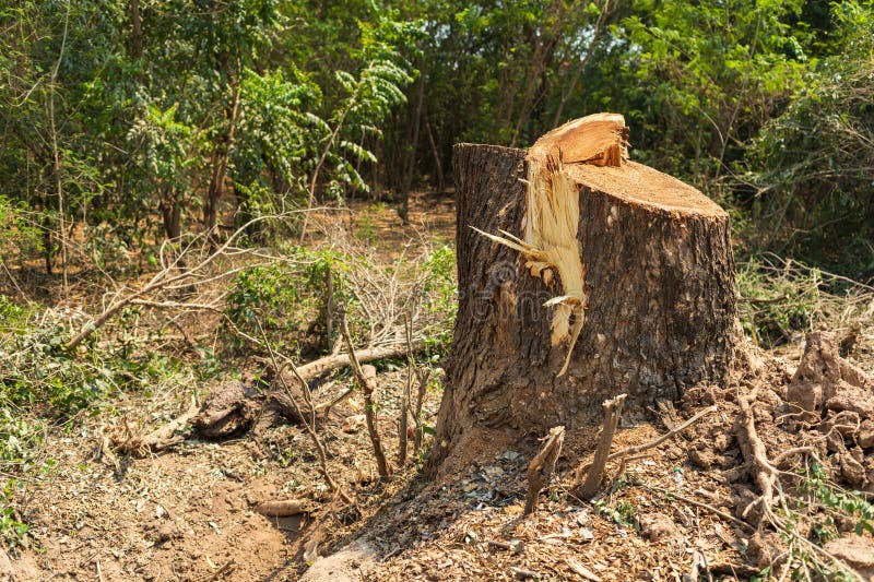 Large Tree Stumps Were Cut Down Stock Image - Image of trunk, garden ...