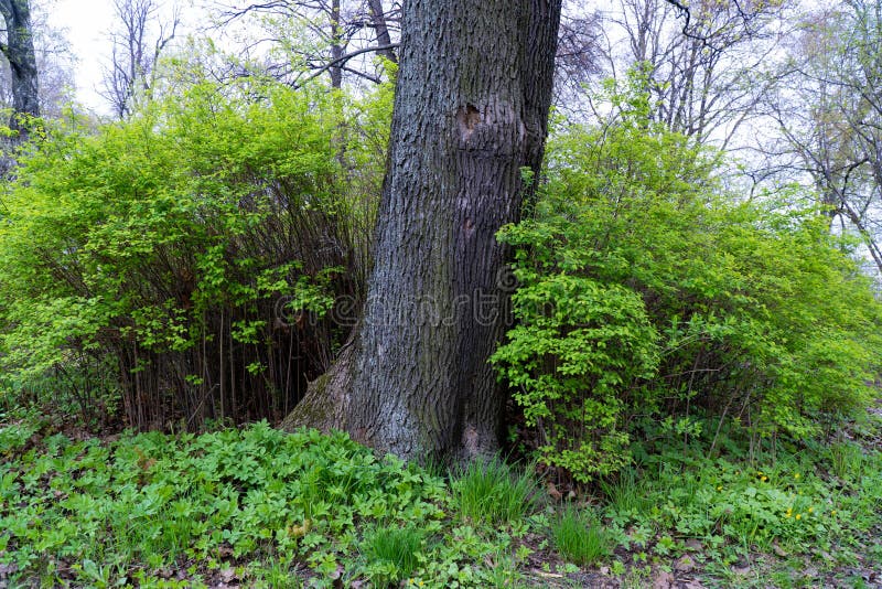 Large Tree with Lush Green Shrubs in Forest Park Stock Image - Image of ...